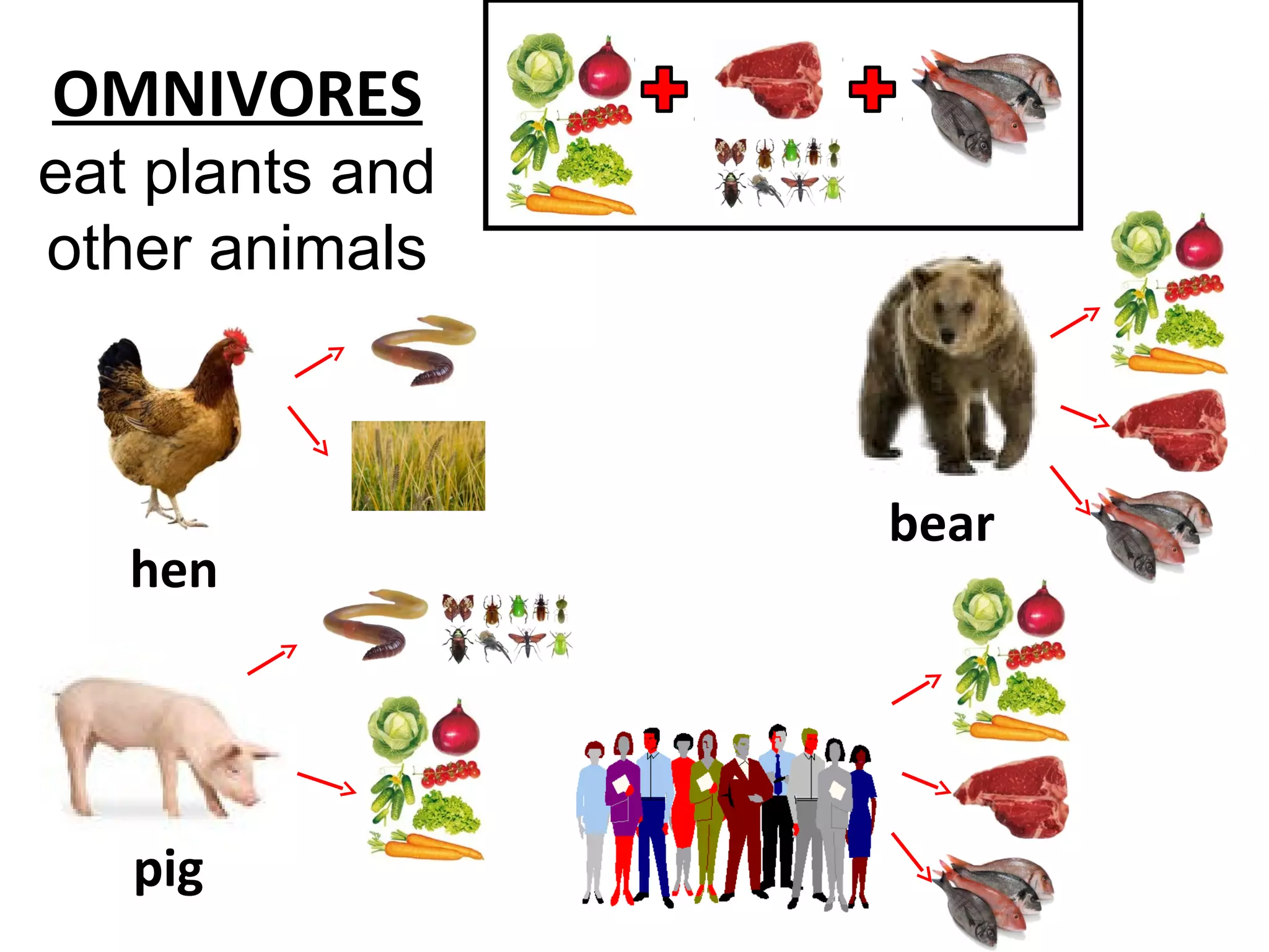 Herbivores,carnivores and omnivores | PPT