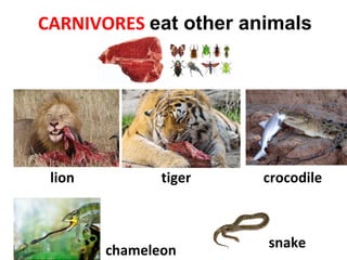 Herbivores,carnivores and omnivores | PPT