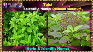 Herbs and their Scientific Names - plants | PPTX