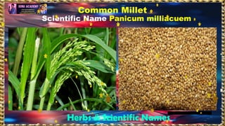 Herbs and their Scientific Names - plants | PPTX