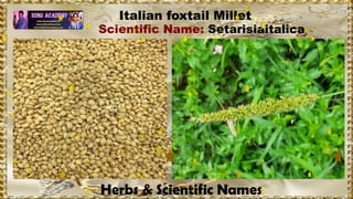 Herbs and their Scientific Names - plants | PPTX