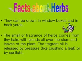 herbs_and_spices.ppt_nov_9.ppt