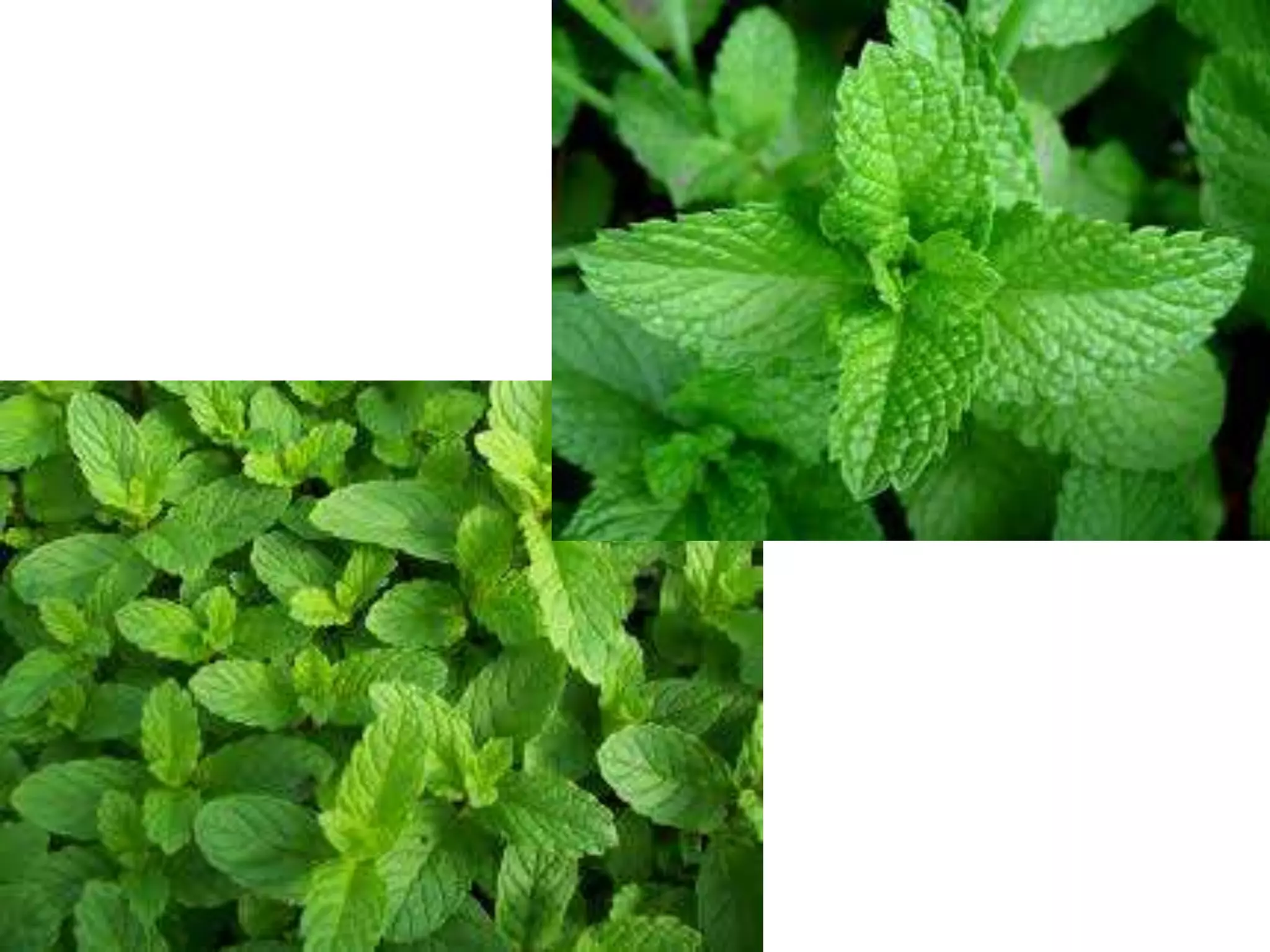 Herbs and spices identification | PPTX | Cooking | Food & Drink