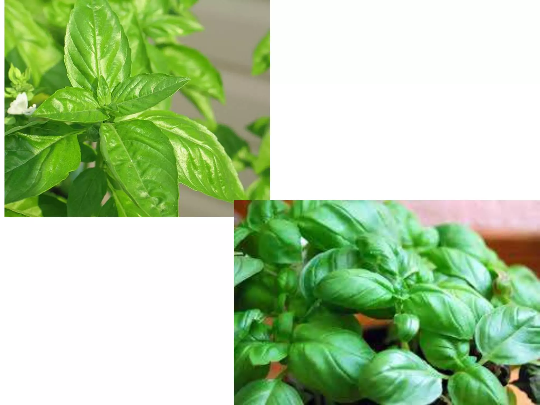 Herbs and spices identification | PPTX | Cooking | Food & Drink