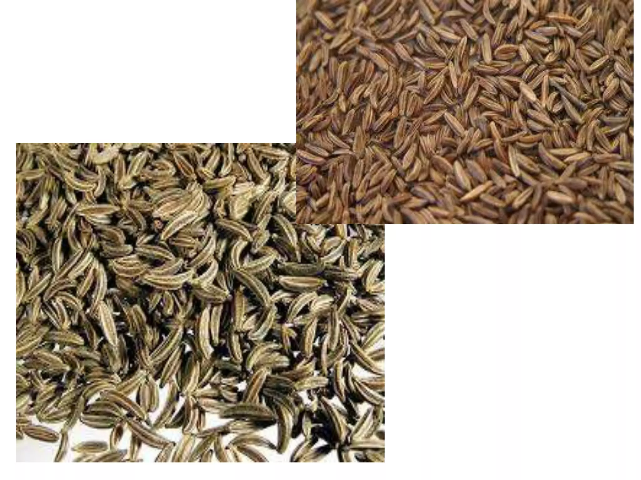 Herbs and spices identification | PPTX