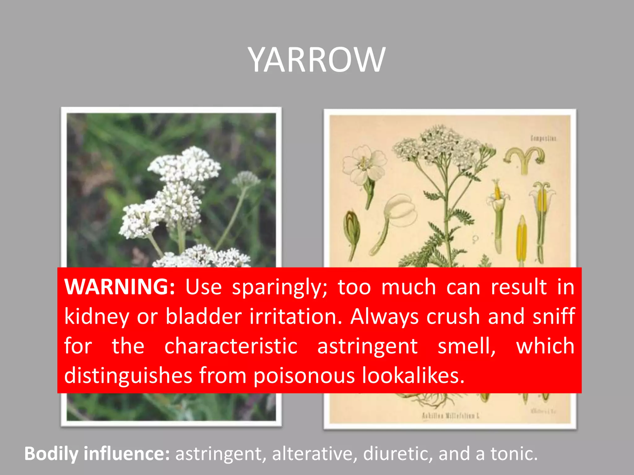 Healing Herbs - Final | PPTX