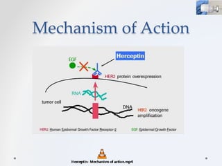 Herceptin | PPTX