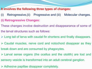 Herdimania life history | PDF