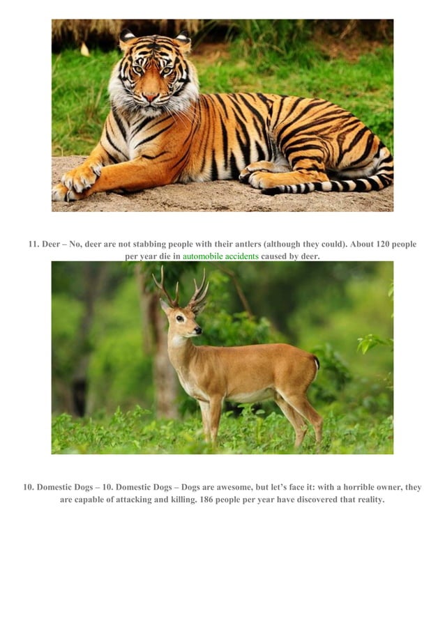 Here are the top 19 animals that kill the most humans | PDF
