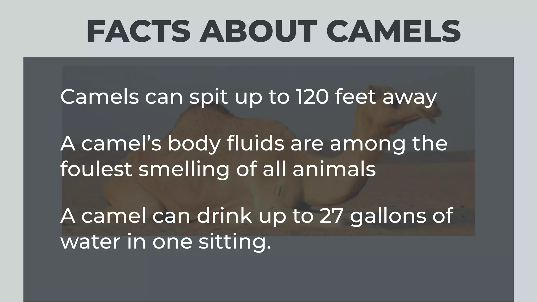 Here come the camels | PDF