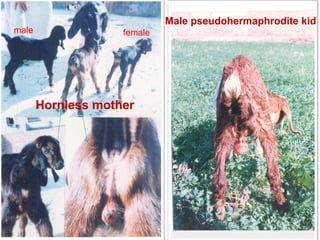 Hereditary causes of infertility 1 | PPS