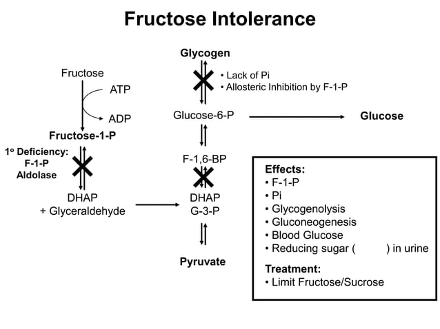 Hereditary fructose intolerance (hfi) | PDF | Digestive Disorders ...