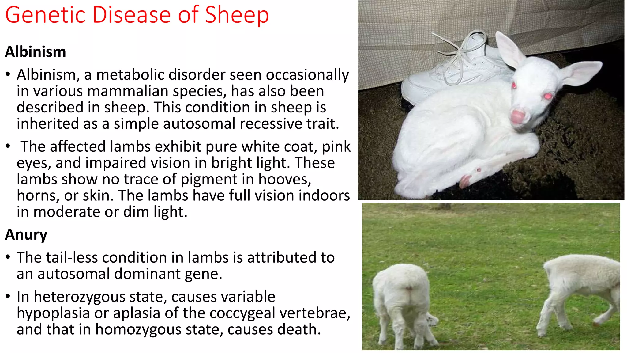 Hereditary and genetic diseases | PPTX