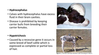 Hereditary and genetic diseases | PPTX