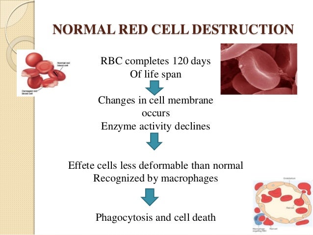 Hereditary Spherocytosis Diagram Stepwise Process For Genetic Based