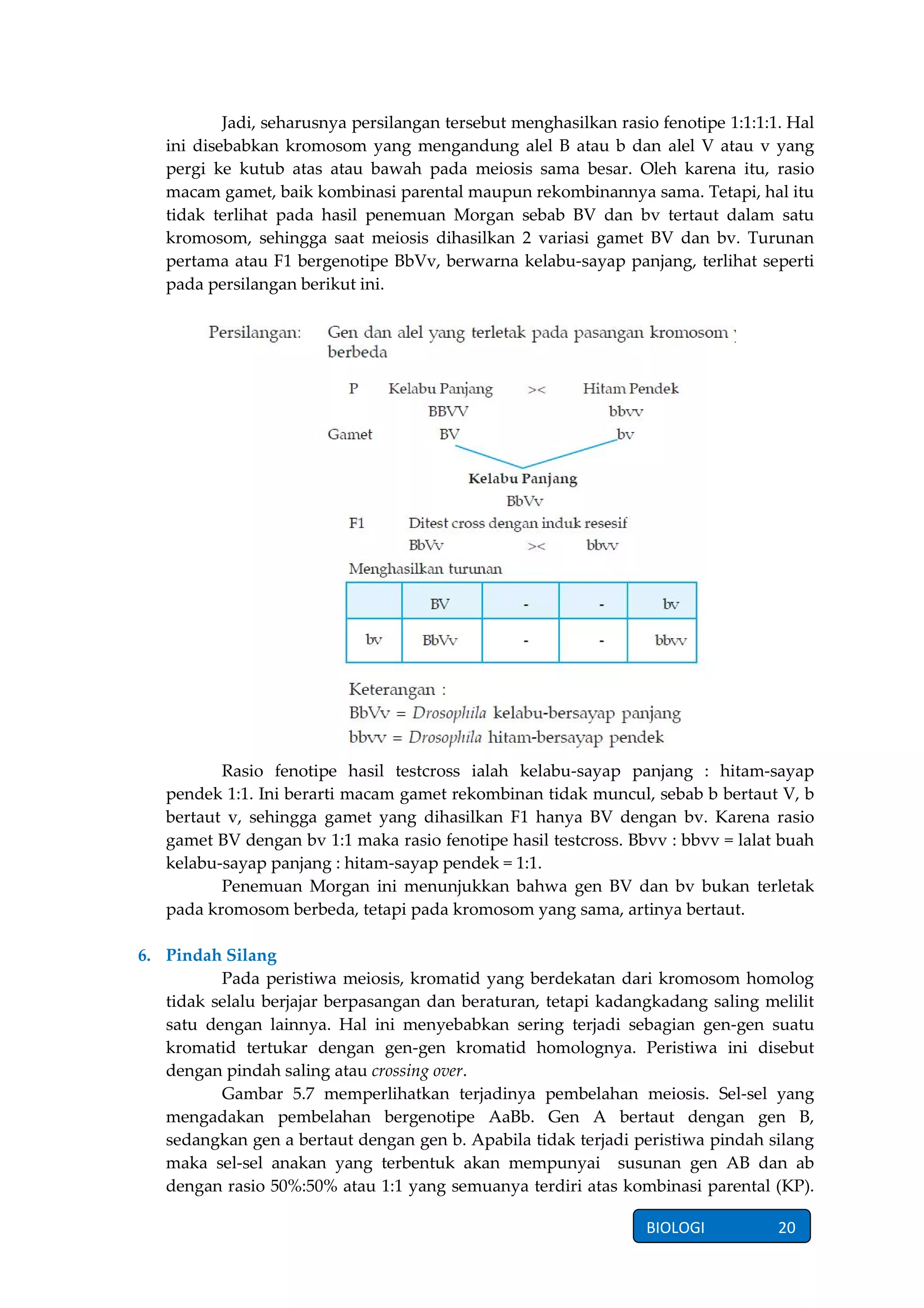 Hereditas pada manusia | PDF