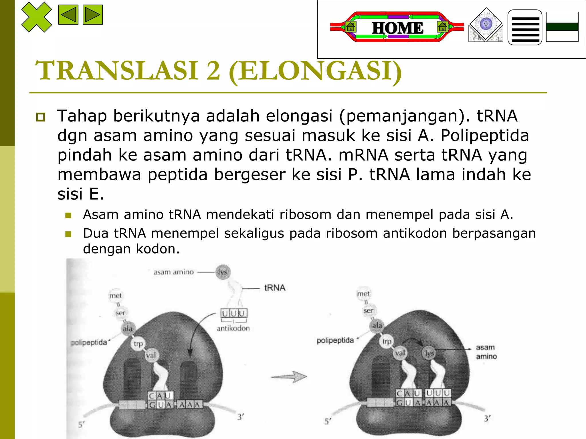 Hereditas dan Sintesis Protein | PPTX
