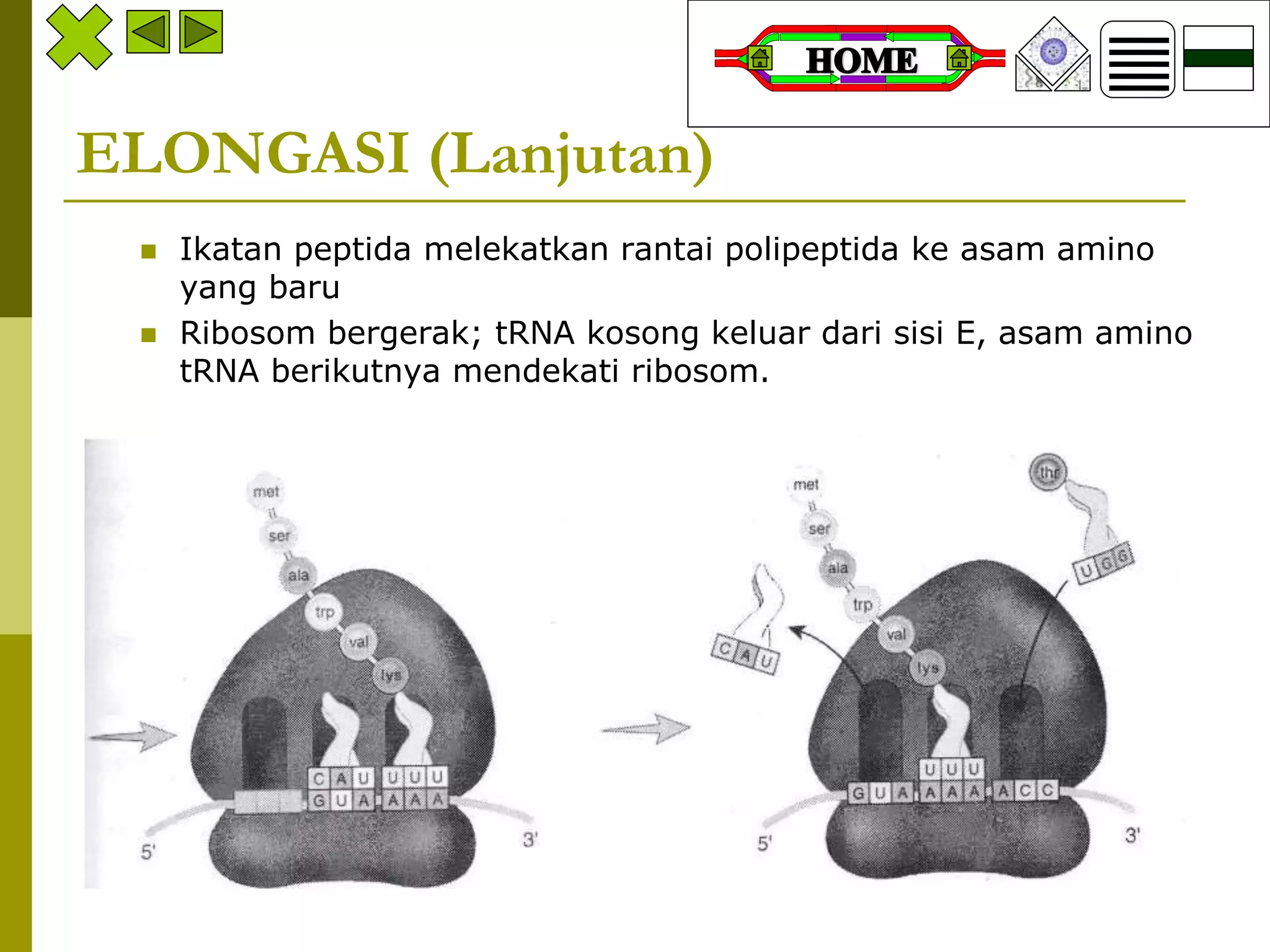Hereditas dan Sintesis Protein | PPTX