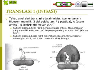 Hereditas dan Sintesis Protein | PPTX