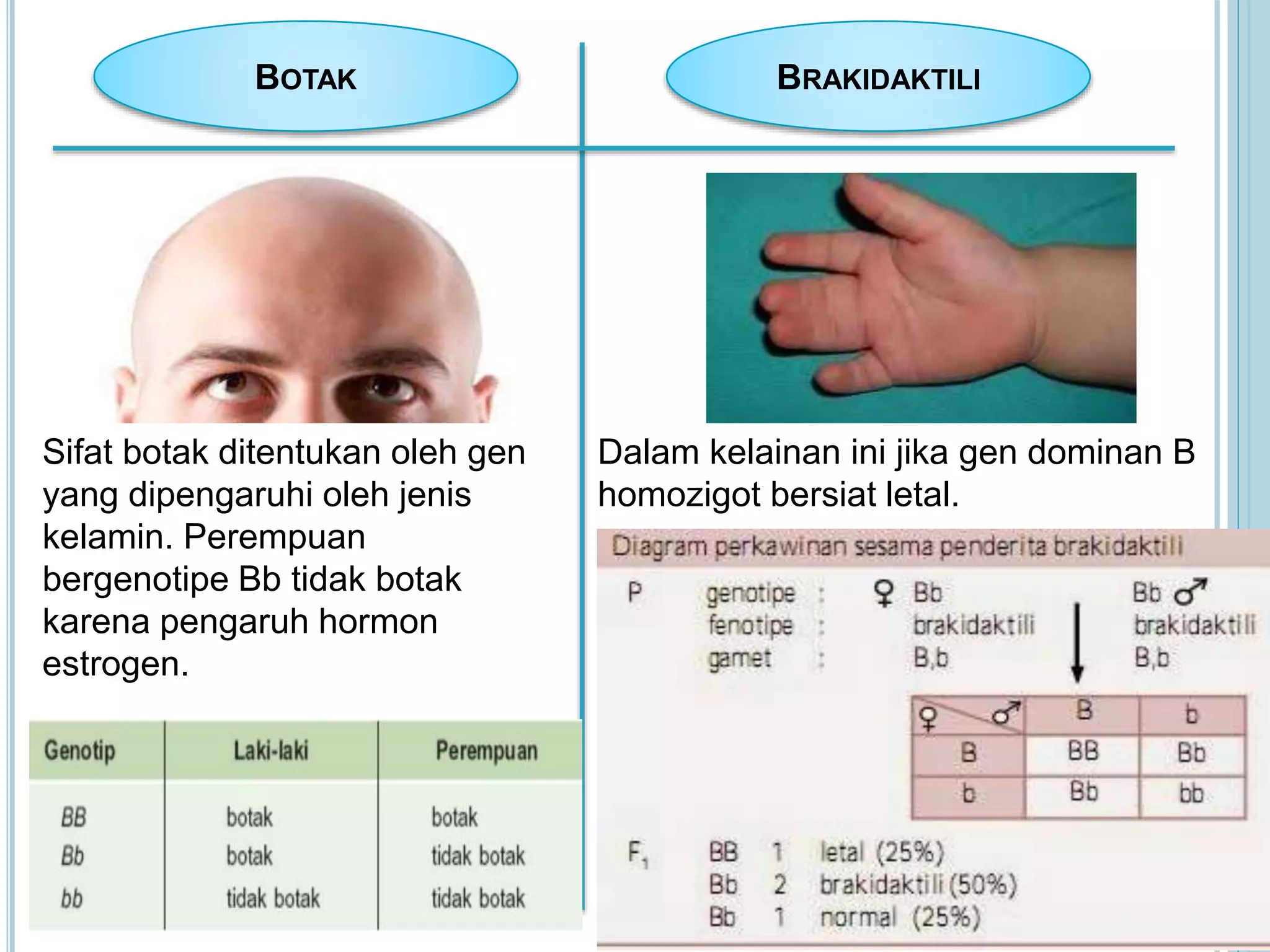Hereditas pada mansia | PPTX