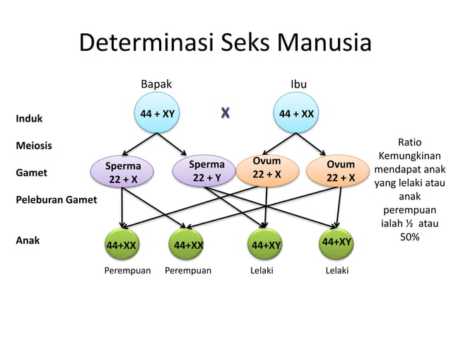 Hereditas pada manusia | PPT