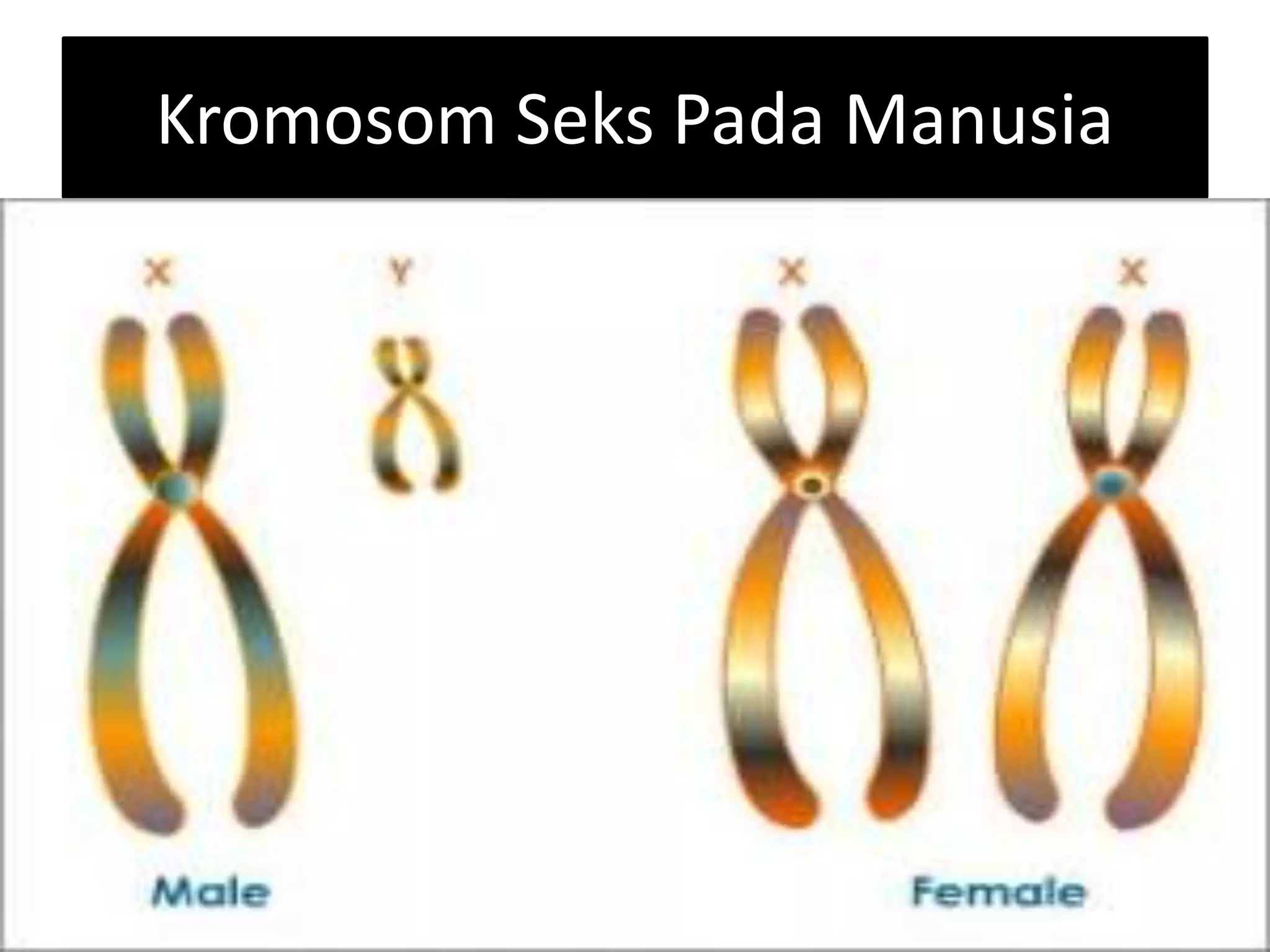 Hereditas pada manusia | PPTX