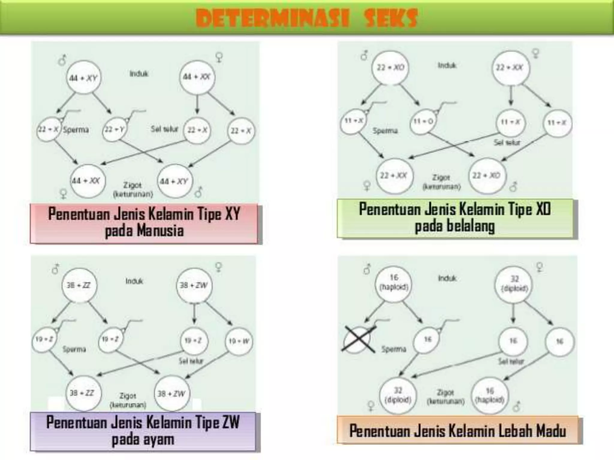Hereditas pada manusia | PPTX