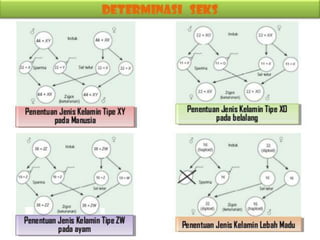 Hereditas pada manusia | PPTX