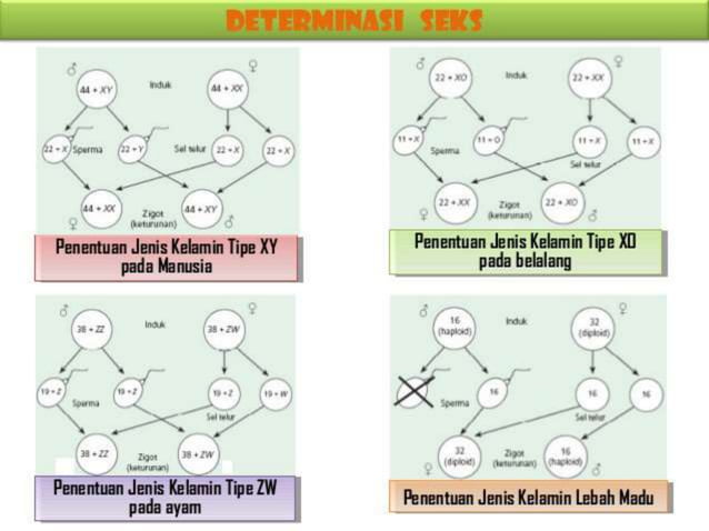 Hereditas pada manusia | PPTX