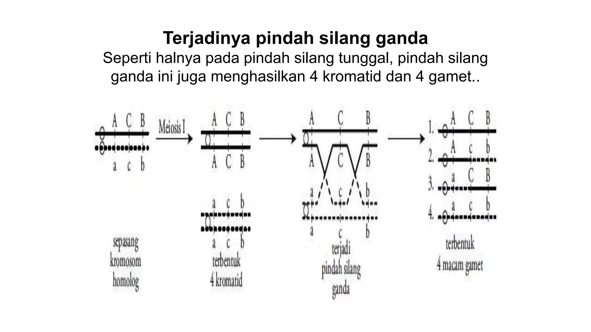 hereditas pada manusia.pptx