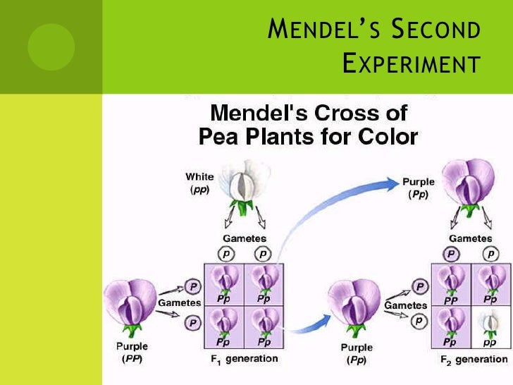 Gregor Mendel Experiment