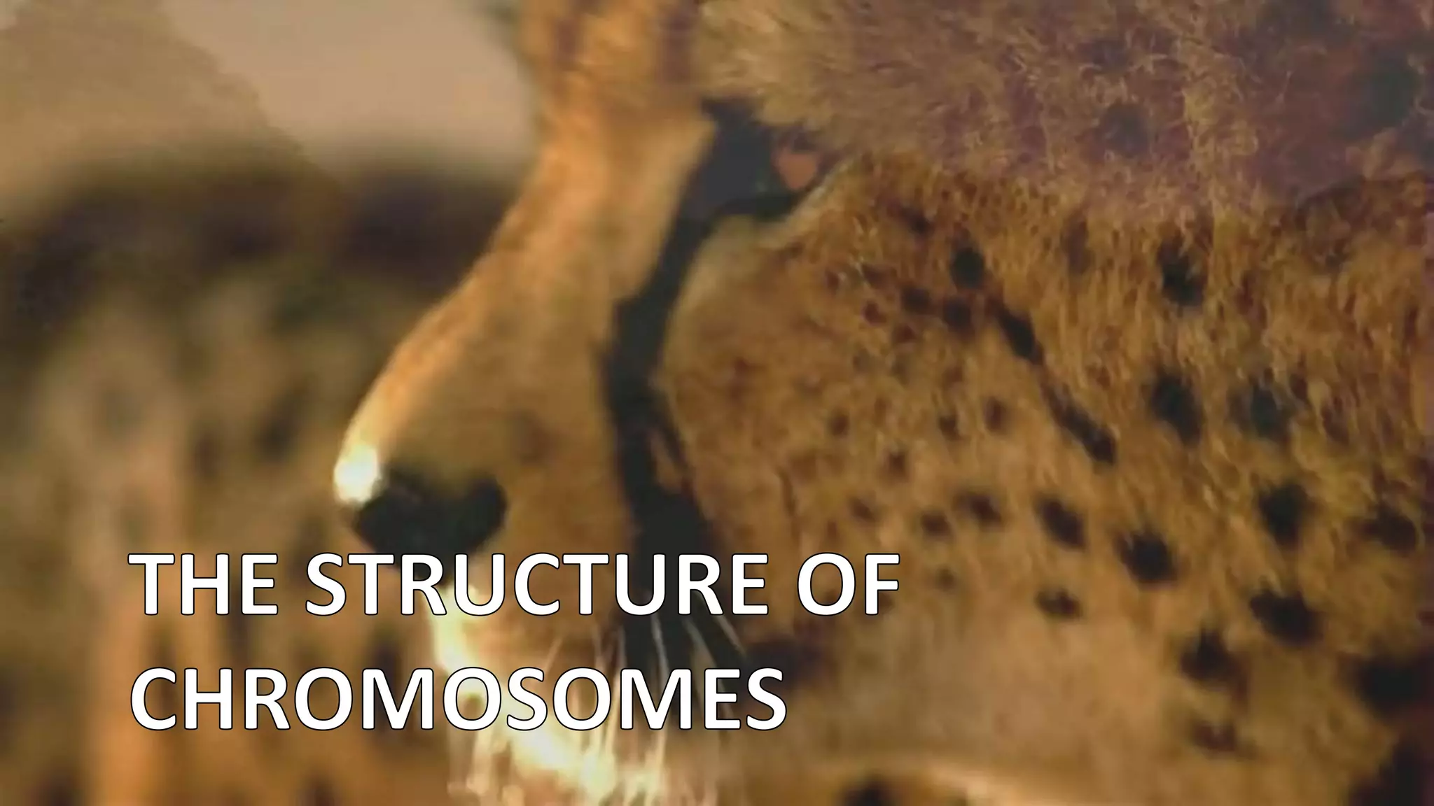 Heredity - Genes, Chromosomes, Solving a Punnett Square and Non ...