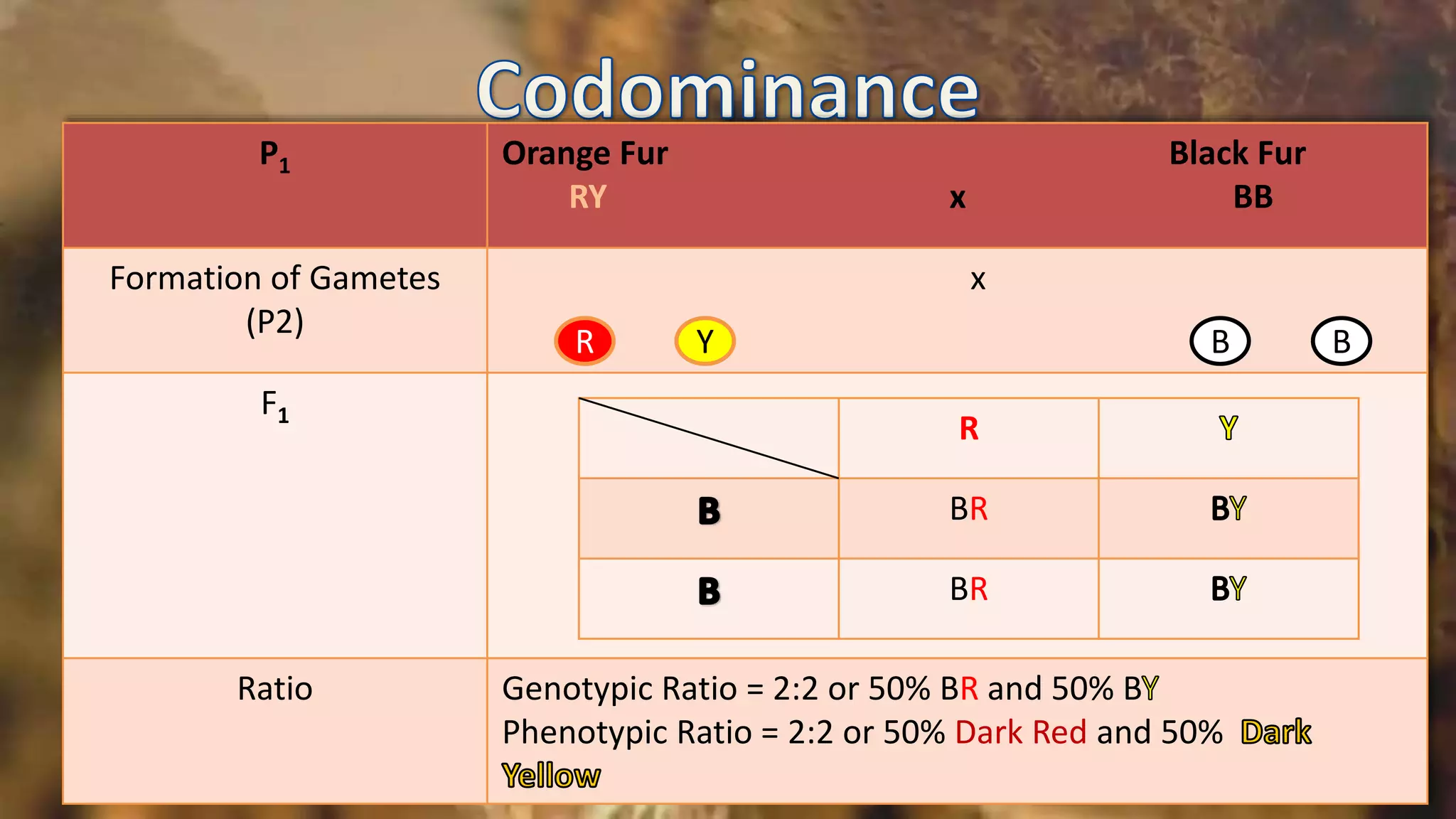 Heredity - Genes, Chromosomes, Solving a Punnett Square and Non ...