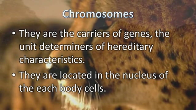 Heredity - Genes, Chromosomes, Solving a Punnett Square and Non ...