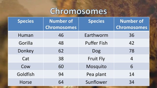 Heredity - Genes, Chromosomes, Solving a Punnett Square and Non ...