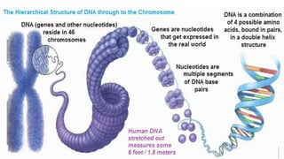 Heredity - Genes, Chromosomes, Solving a Punnett Square and Non ...