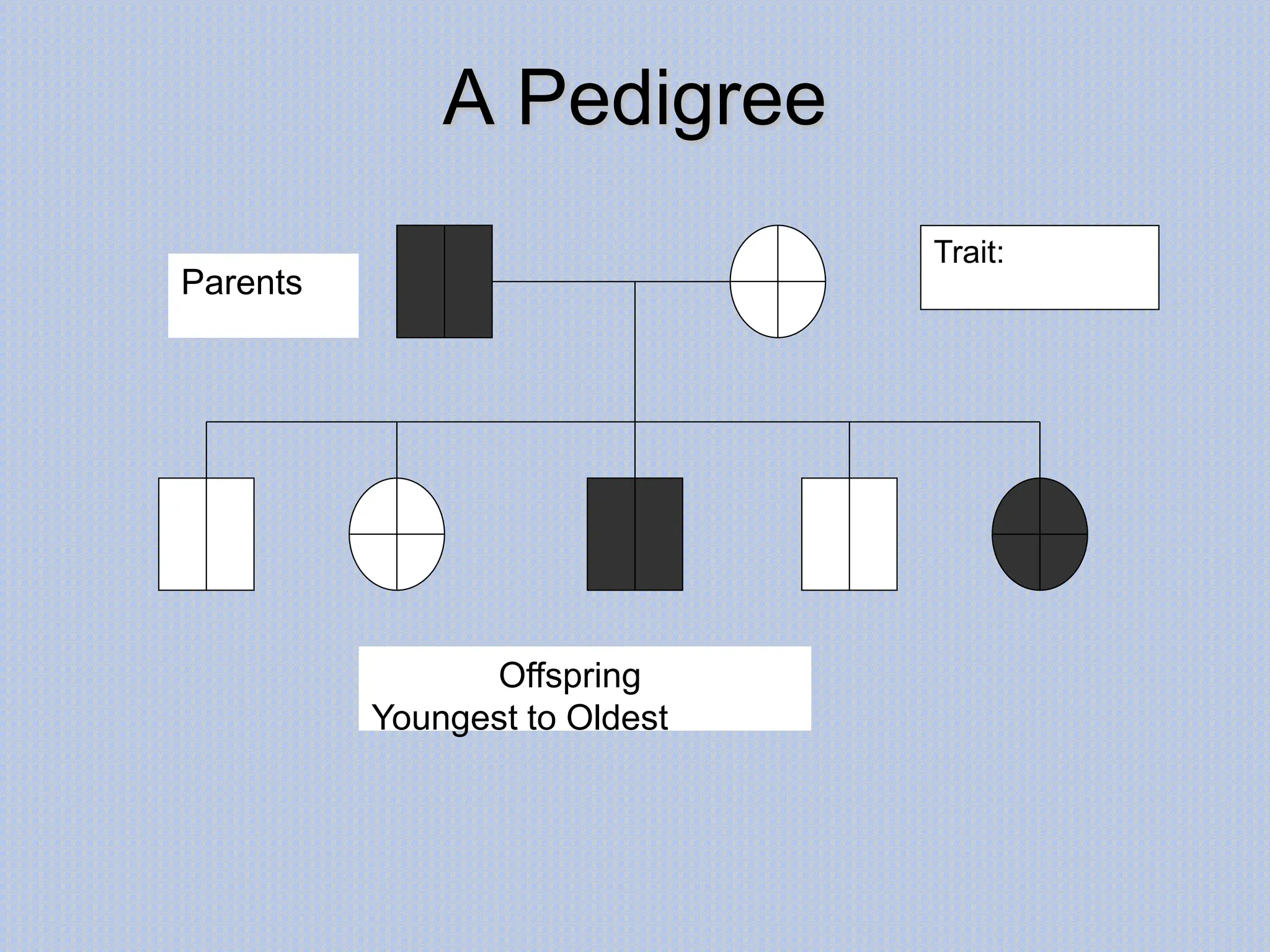heredity about humans and traits of humans | PPT