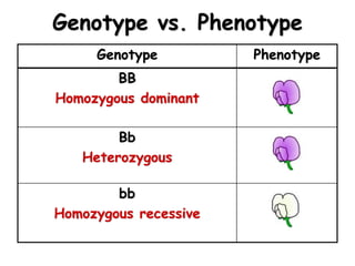 Heredity in animals biology. made for students in grade 10 | PPSX