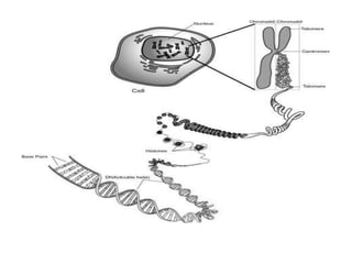 Heredity class 10, Biology most important chapter | DOCX | Birdwatching ...