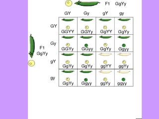 Heredity-and-Genetics-PowerPoint.ppt