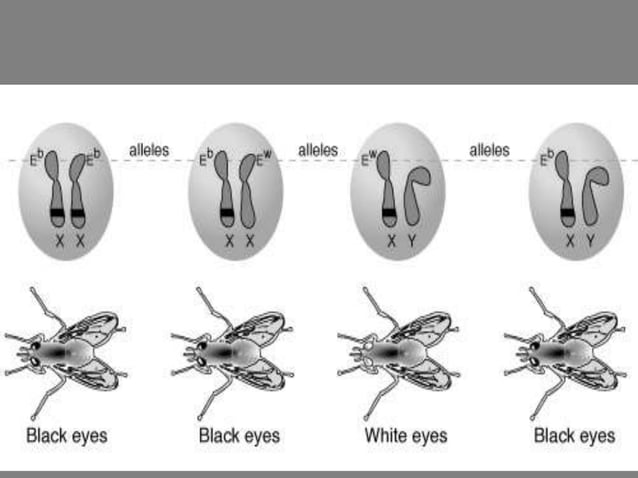 Heredity-and-Genetics-PowerPoint.ppt | Genetics | Science