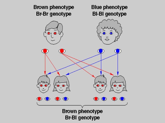 Heredity-and-Genetics-PowerPoint.ppt | Genetics | Science