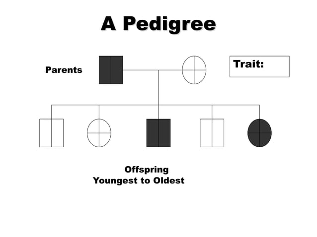 Heredity-and-Genetics-PowerPoint.ppt | Genetics | Science