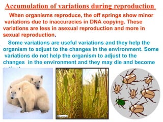heredity and variation for 10th 11111.pptx