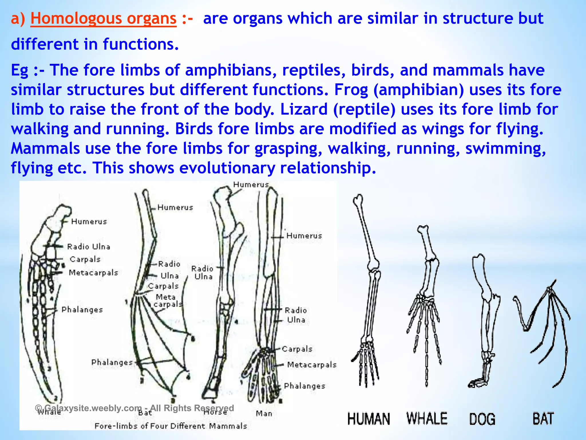 Heredity and evolution | PPSX