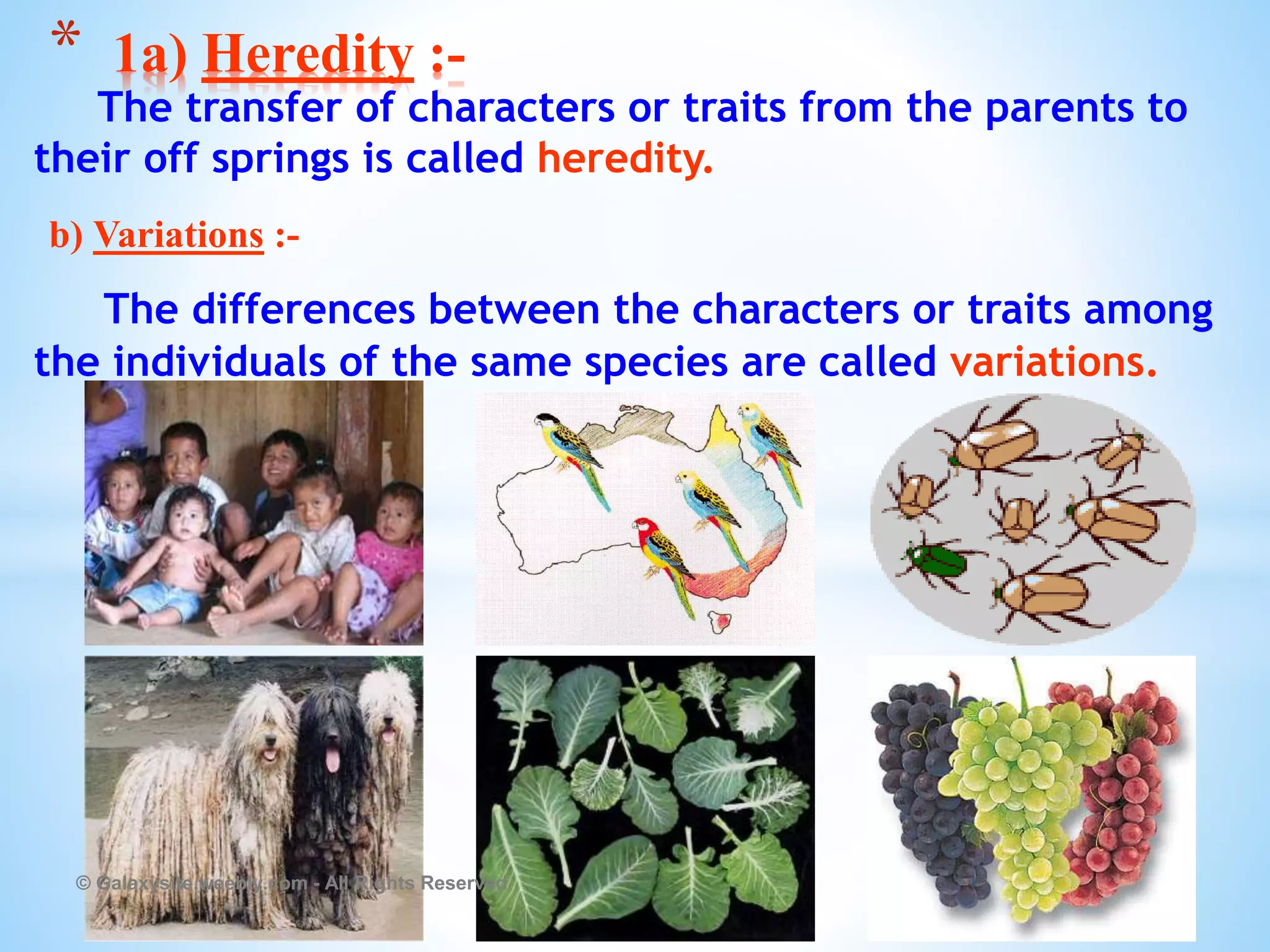 Heredity and evolution | PPSX