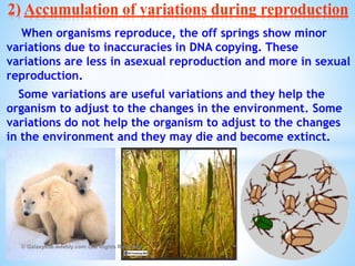 Heredity and evolution | PPSX