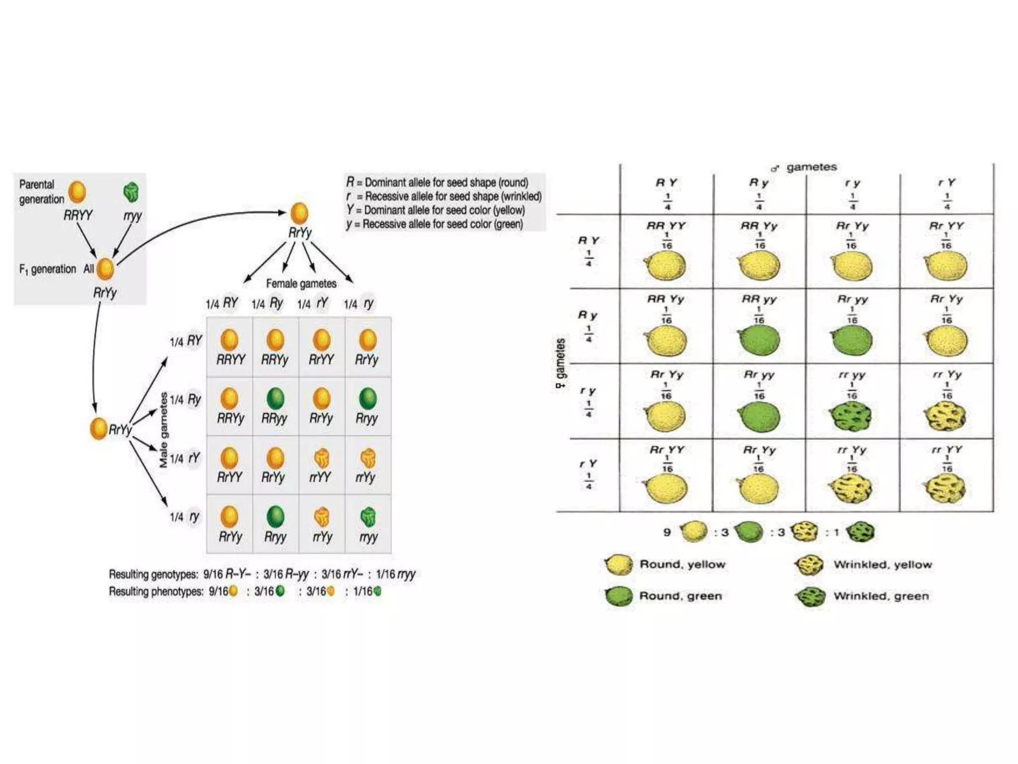 Heredity and evolution class 10th cbse | PPTX