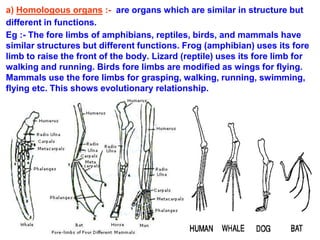 Heredity and evolution class 10th cbse | PPTX