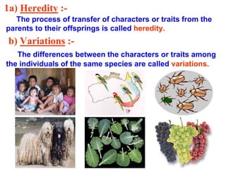 Heredity and evolution class 10th cbse | PPTX